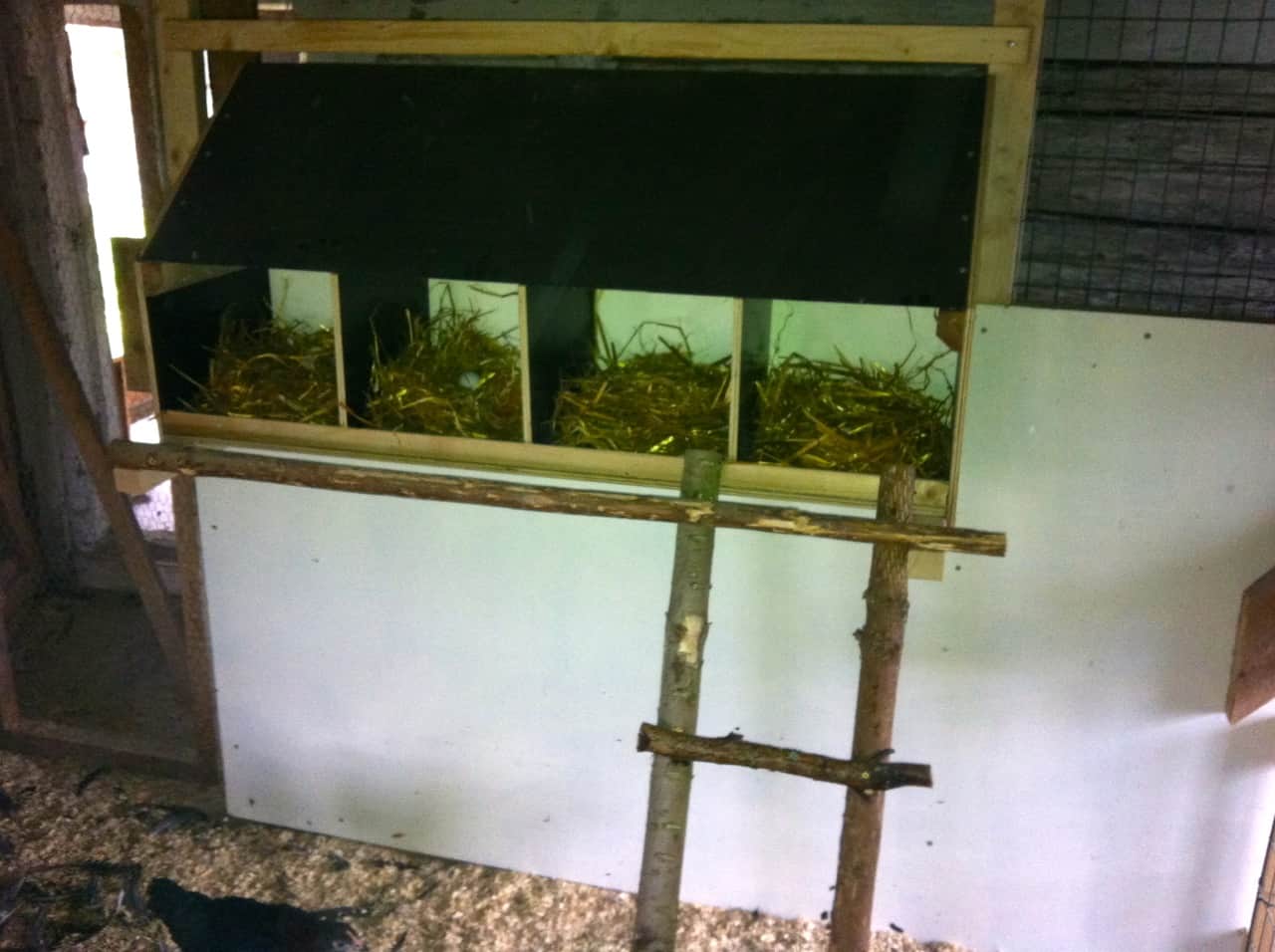 Hönsuppfödning del 17: Hönsen har börjat värpa